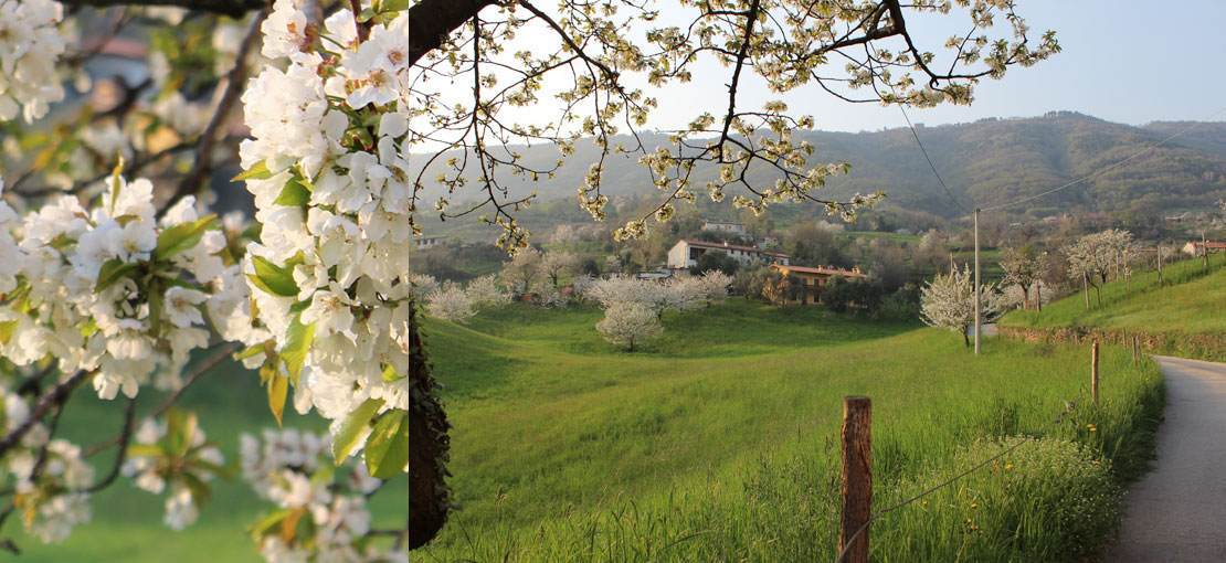 Il percorso Colceresa tra i ciliegi in fiore - Locanda La Scuola